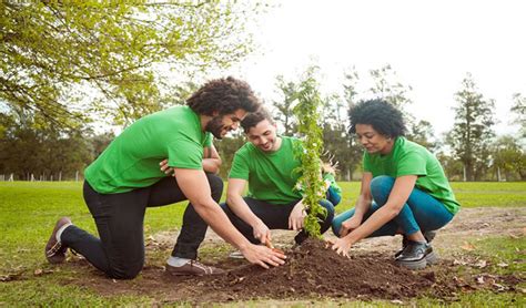 Cómo plantar un árbol 8 Razones por las que debes hacerlo