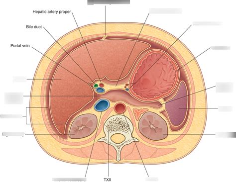 Diagram Abdominale Viscera Transversaal Quizlet