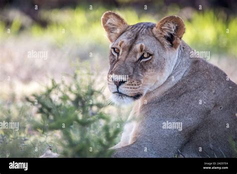 Portrait D Une Lionne Dans Parc Kgalagadi Photo Stock Alamy