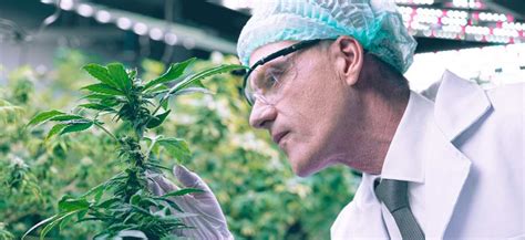 O Que Muda Entre Cannabis Indica E Sativa Radio Hemp
