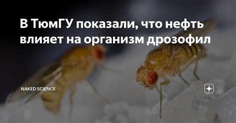 В ТюмГУ показали что нефть влияет на организм дрозофил Naked Science