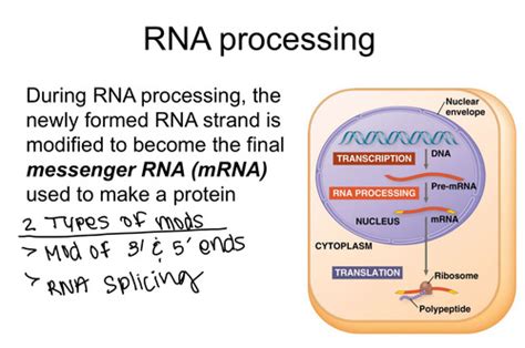 Lecture Gene Expression Transcription Flashcards Quizlet