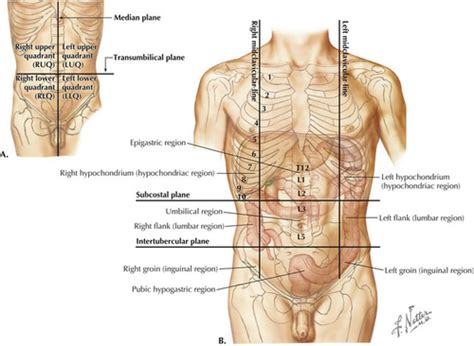 THE ABDOMINAL CAVITY ITS CONTENTS AND MAJOR VISCERA Flashcards Quizlet