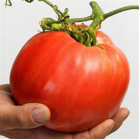 POMIDOR GRUNTOWY GIGANT Syberyjski Plenna Odmiana 10141733360