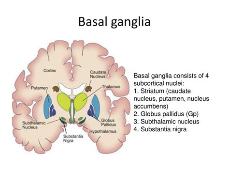Basal Ganglia Disease