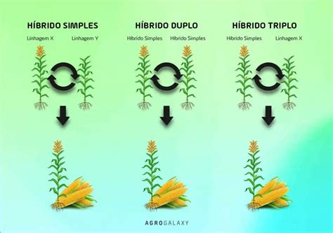Milho híbrido o que é e como escolher Universo AgroGalaxy