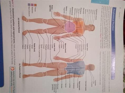 Human Anatomy Regional Terms Diagram Quizlet