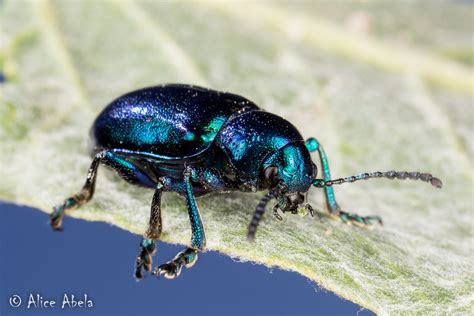 Cobalt Milkweed Beetle Chrysochus Cobaltinus On Woolly Flickr