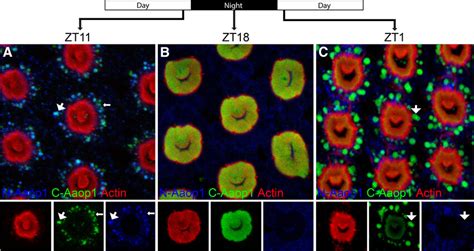 N Aaop1 And C Aaop1 Antisera Revealing Daily Changes In Cellular