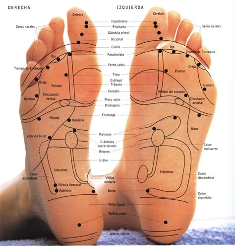 REFLEXOLOGIA PODAL