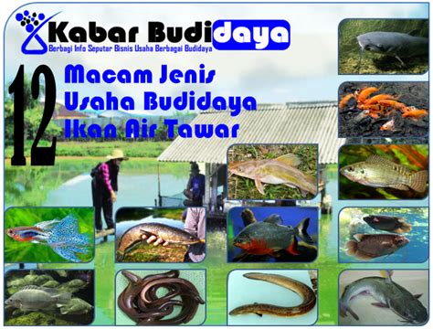 12 Macam Jenis Usaha Budidaya Ikan Air Tawar Kabar Budidaya