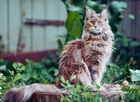 En Uysal Kedi Cinsleri 10 Uysal Kedi Cinsi Miyavliyo