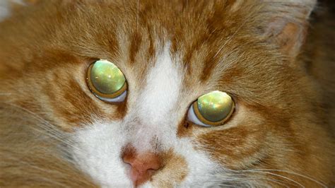 Pourquoi Les Yeux Des Chats Brillent Ils Dans Le Noir
