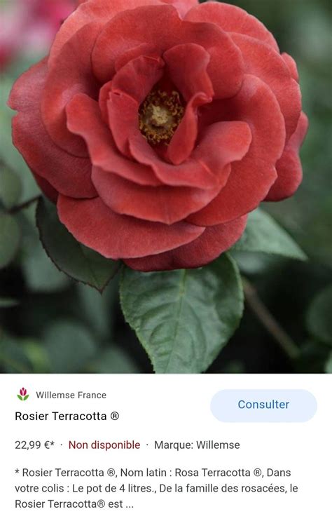 Quand Et Comment Faire Ses Boutures De Rosiers Petit Guide Pour