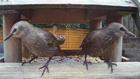 Birds Of A Feather Stick Together Starlings Feeding On The Garden Bird