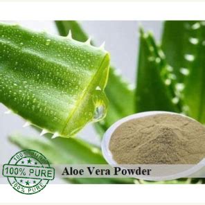 Serbuk Daun Lidah Buaya 100 Pure Aloe Vera Leaf Powder 芦荟叶粉 مسحوق