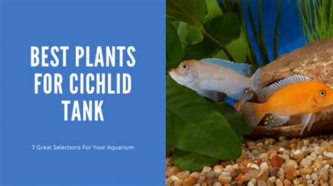 The 11 Of Best Plants For Betta Fish Reviewed And Tested