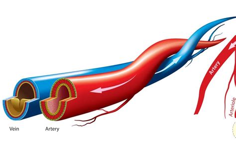 What S The Difference Between Veins And Arteries 5 Main Differences