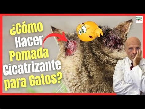 5 consejos para sanar heridas en gatos por rascarse una guía