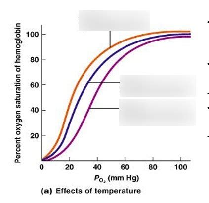 Diagram Of Effect Of Temperature On 02 Affinity Quizlet