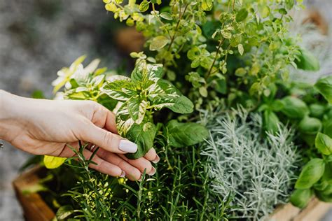 Plantas Medicinais Que Podemos Cultivar Em Casa Plantas E Sa De