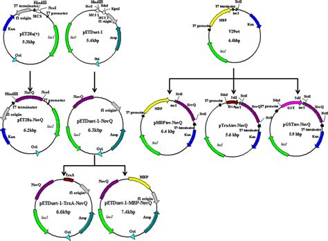 Design Of Recombinant Proteins Schematic Of The Constructions Of