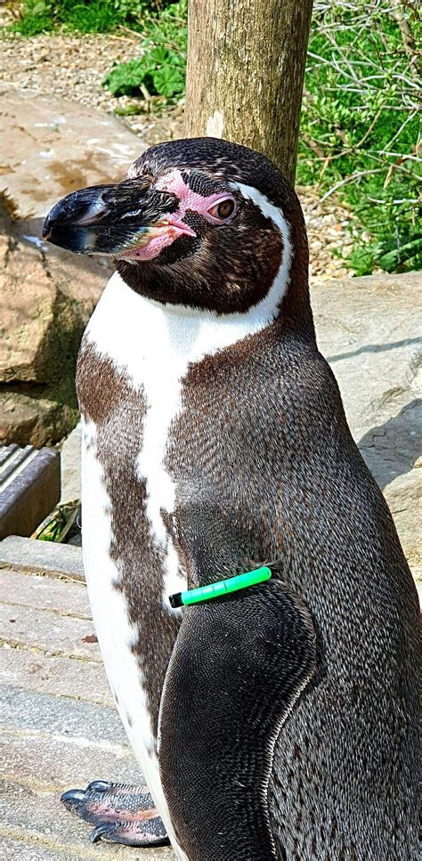 DAS IST ÜBRIGENS KEVIN der Schatz ist SOOO zutraulich das er