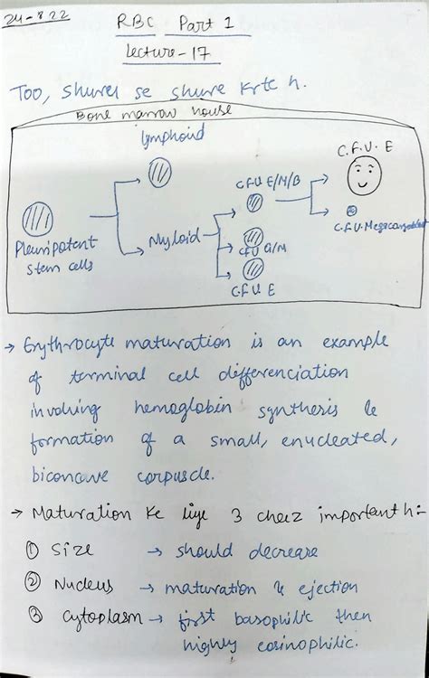 SOLUTION Dr Najeeb Histology Notes RBC Lecture 17 18 Studypool