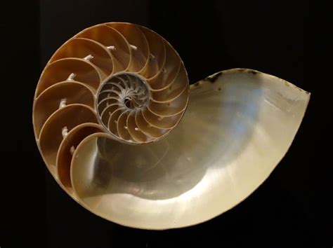 Subordinar Por Otra Parte Desconfianza Fibonacci En La Vida Real