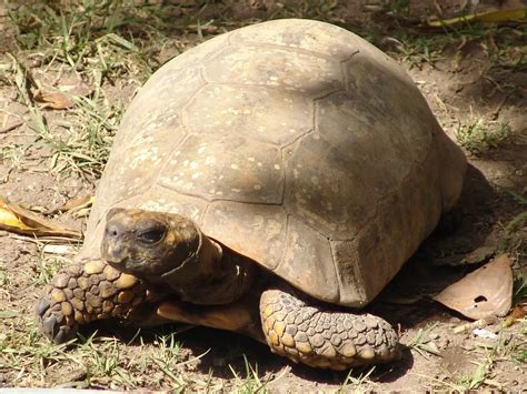 Características do Jabuti Mundo Ecologia