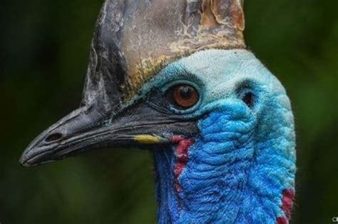 Kasuari Burung Terbuas Di Dunia Dipelihara Manusia Tahun Lalu