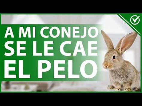 Por qué mi conejo pierde pelo Descubre las causas y soluciones