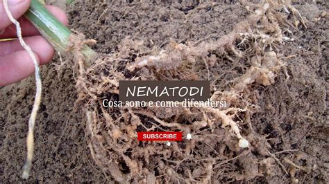 Nematodi Cosa Sono E Come Eliminarli Dalle Nostre Piante Youtube