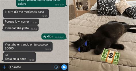 Arturo El Gato Punga Que Se Hizo Viral Por Robarle Plata A Su Vecino