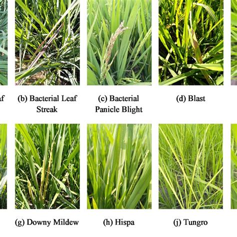 pdf paddy doctor a visual image dataset for paddy disease classification