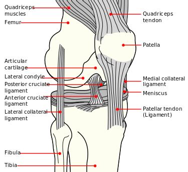 Medial Patellofemoral Ligament Injury Physiotherapy