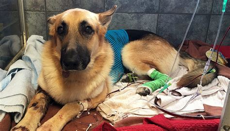 Un Chien H Ros Saute Devant Une Fille Pour Lui Sauver La Vie Et Est