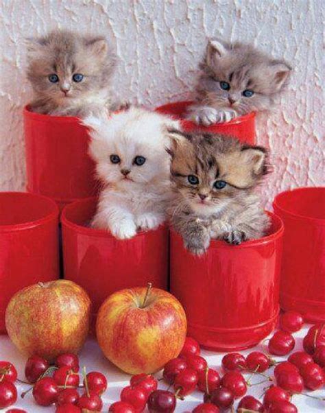 SeniorenNet Grappig Of Schattig Zo Lief SeniorenNet Website Voor