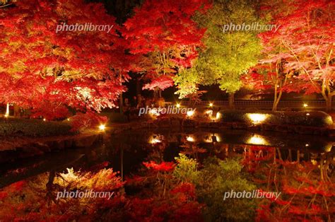 夜の水面に映える紅葉 写真素材 1098902 フォトライブラリー photolibrary