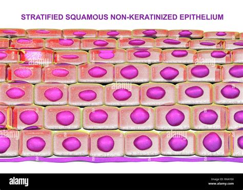 Stratified Squamous Epithelium Hi Res Stock Photography And Images Alamy