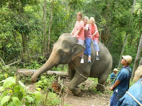 Pin Auf Elephants And Sexy Women 7 Elefanten Fun Travel Reise