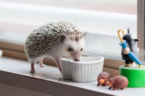Ernährung des Afrikanischen Weißbauchigels zooplus