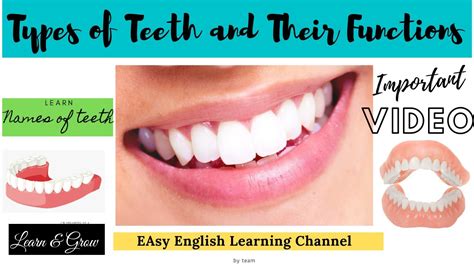 Types Of Teeth Their Names And Their Functions