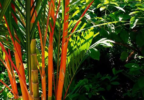 Different Types Of Palm Trees Explained Plantglossary