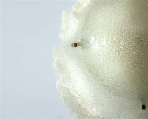 An Upload By Ira Rozhavsky On Coroflot To The Project Moons Of