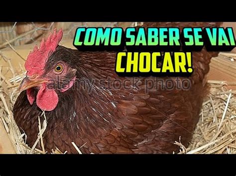 Como Saber Se Sua Galinha Vai Choca YouTube