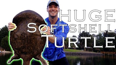 HUGE SOFTSHELL TURTLE On Our Catfish Trotline Softshell Turtle Recipe