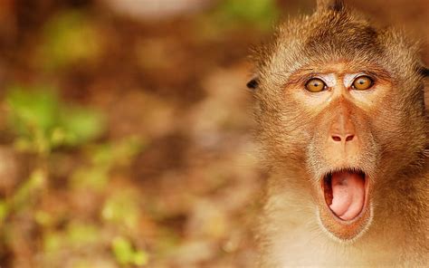 Berraschter Affe Affe Wild Berrascht Tiere Hd Hintergrundbild