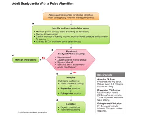 Exam Acls Bradycardia Flashcards Quizlet