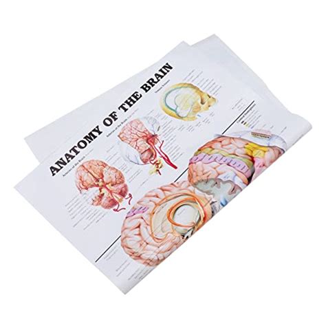 Mobestech Analysis Poster Skeletal System Anatomical Poster Set
